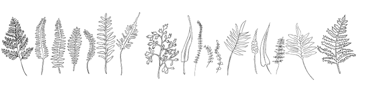 Ferns in use - Fonts In Use