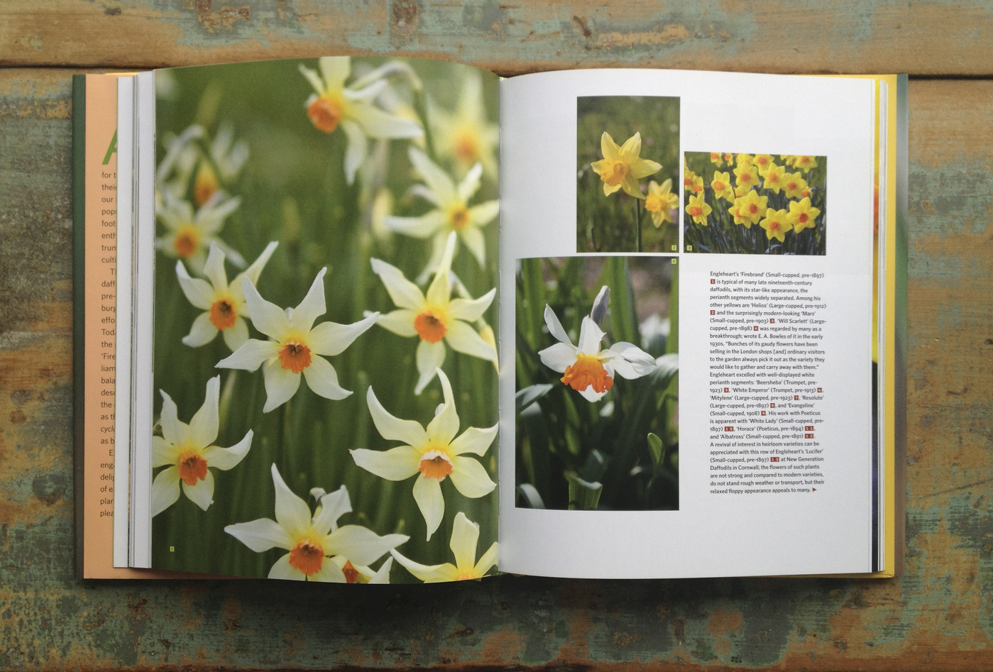 Daffodil by Noel Kingsbury - Fonts In Use