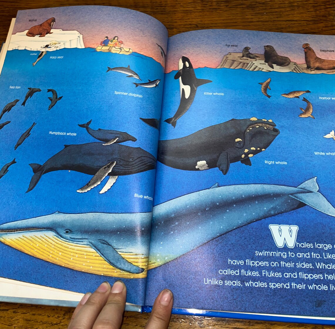 The Wonderful World of Seals and Whales by Sandra Lee Crow - Fonts In Use