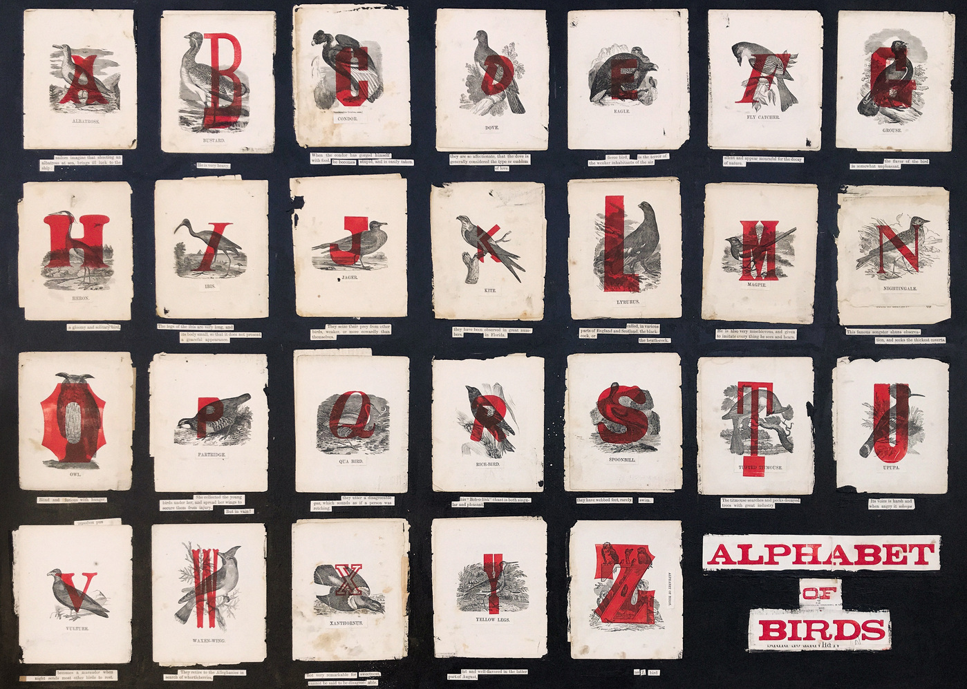 Alphabet of Birds - Fonts In Use