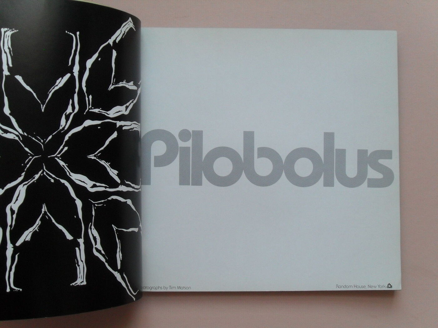 Pilobolus - Fonts In Use